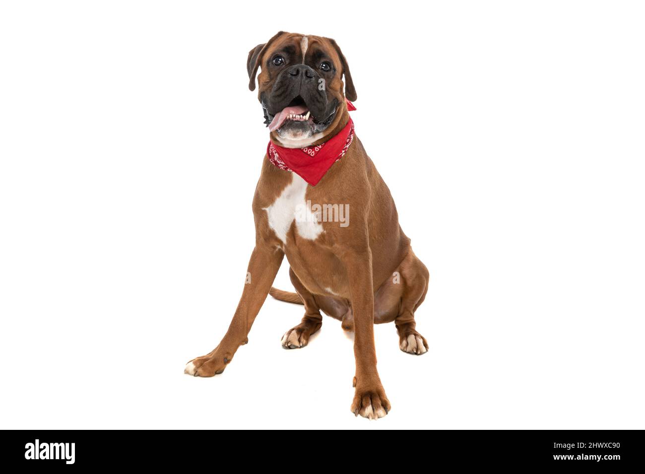 seated boxer dog sticking his tongue out at the camera and wearing a ...