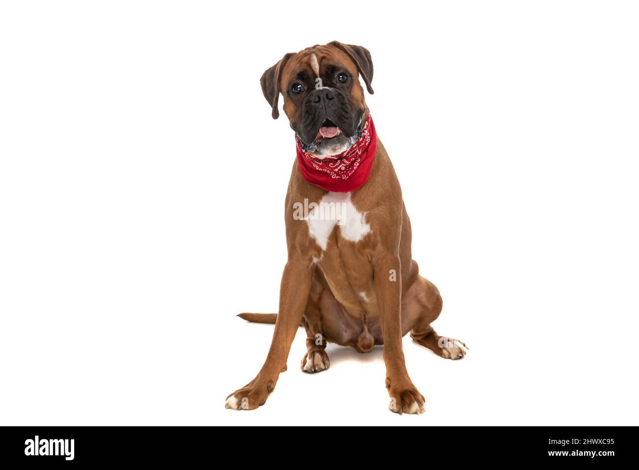 adorable boxer dog feeling happy, panting and wearing a red bandana ...