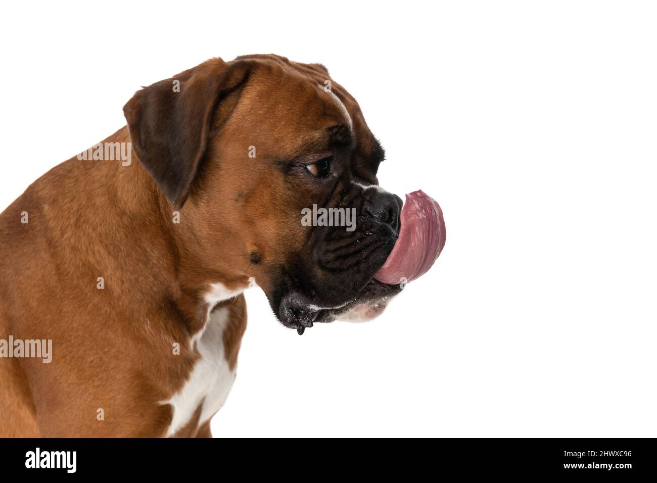 grumpy boxer dog looking to side and licking his mouth against white ...