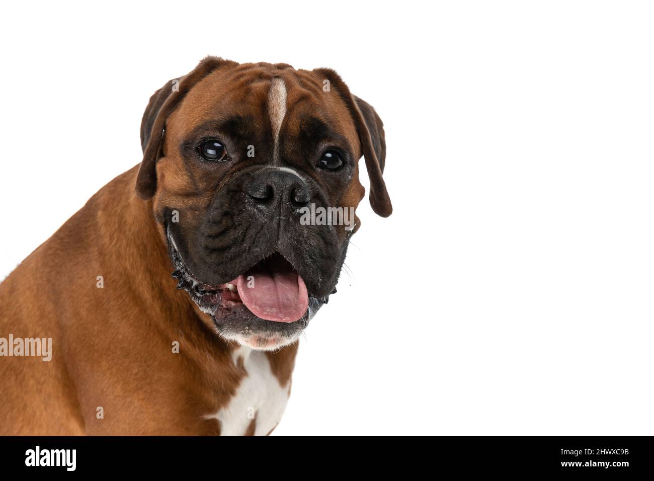 sweet boxer dog looking at the camera and panting, feeling happy ...