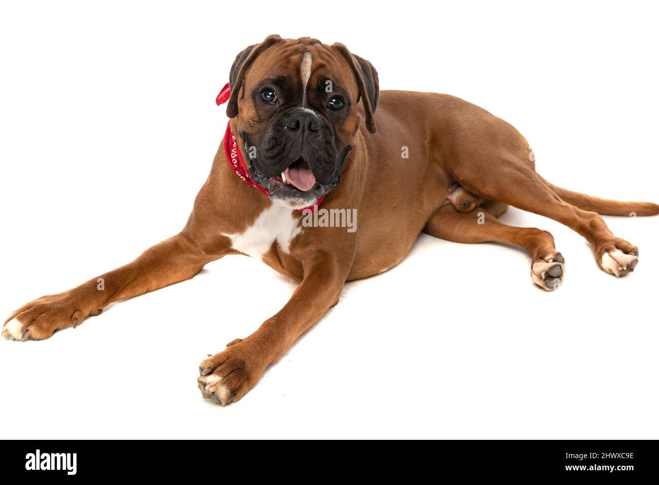 cute boxer dog laying down and panting, feeling happy and wearing a red ...