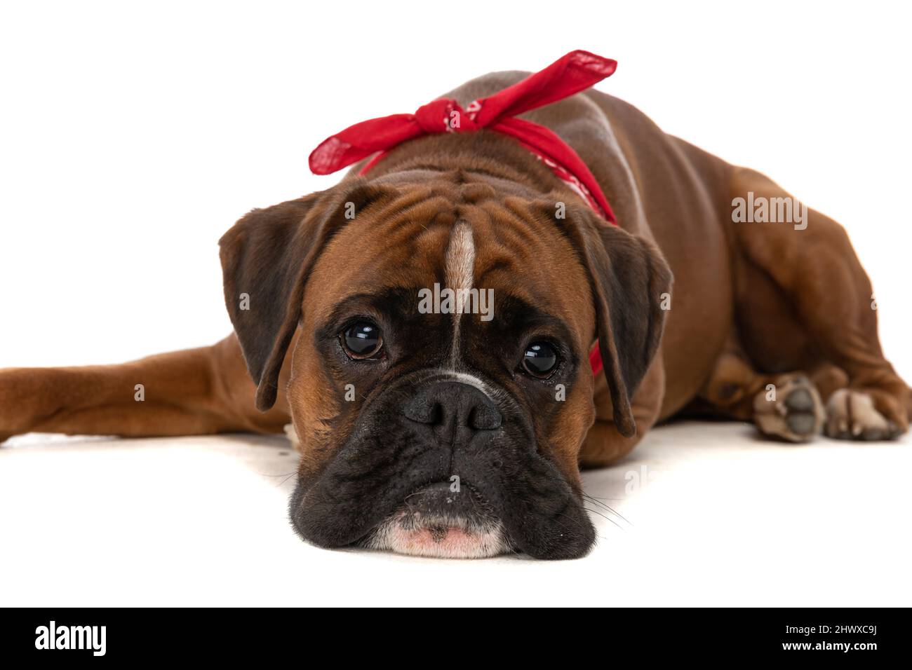 sweet boxer dog feeling grumpy, laying down his head and wearing a red ...