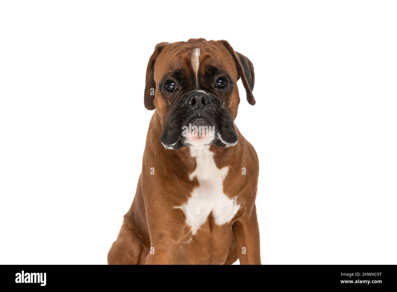 cute boxer dog having a grumpy look on his face and sitting against ...