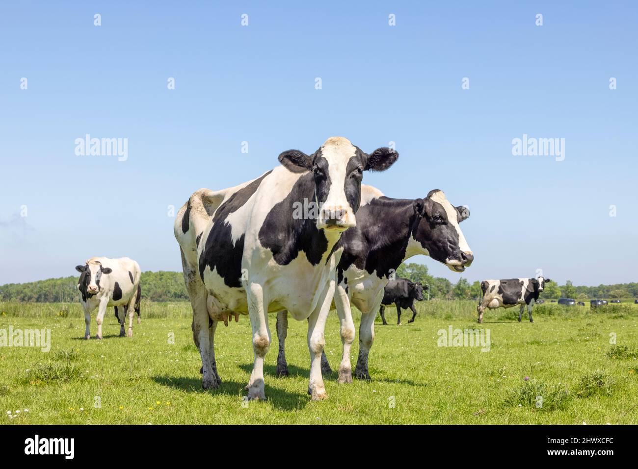 Cheeky cows hi-res stock photography and images - Alamy