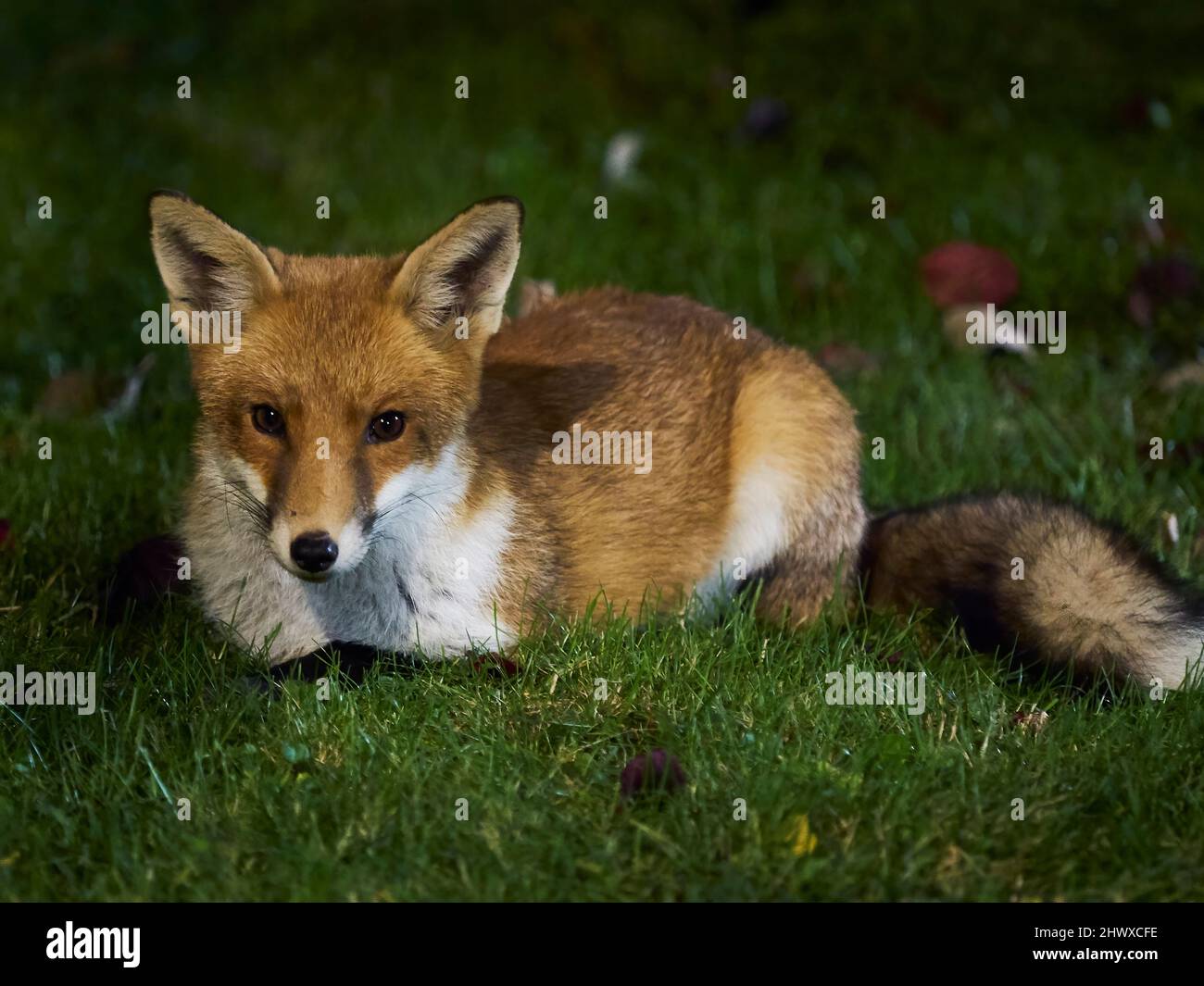 A sleek, handsome urban fox rests during its night’s roaming on the ...
