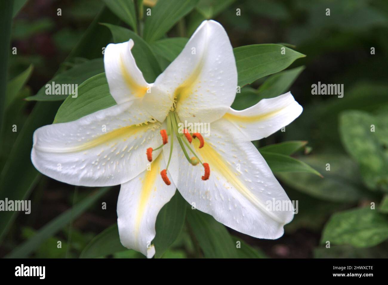 Lily 'Devotion' (Oriental lily Stock Photo - Alamy