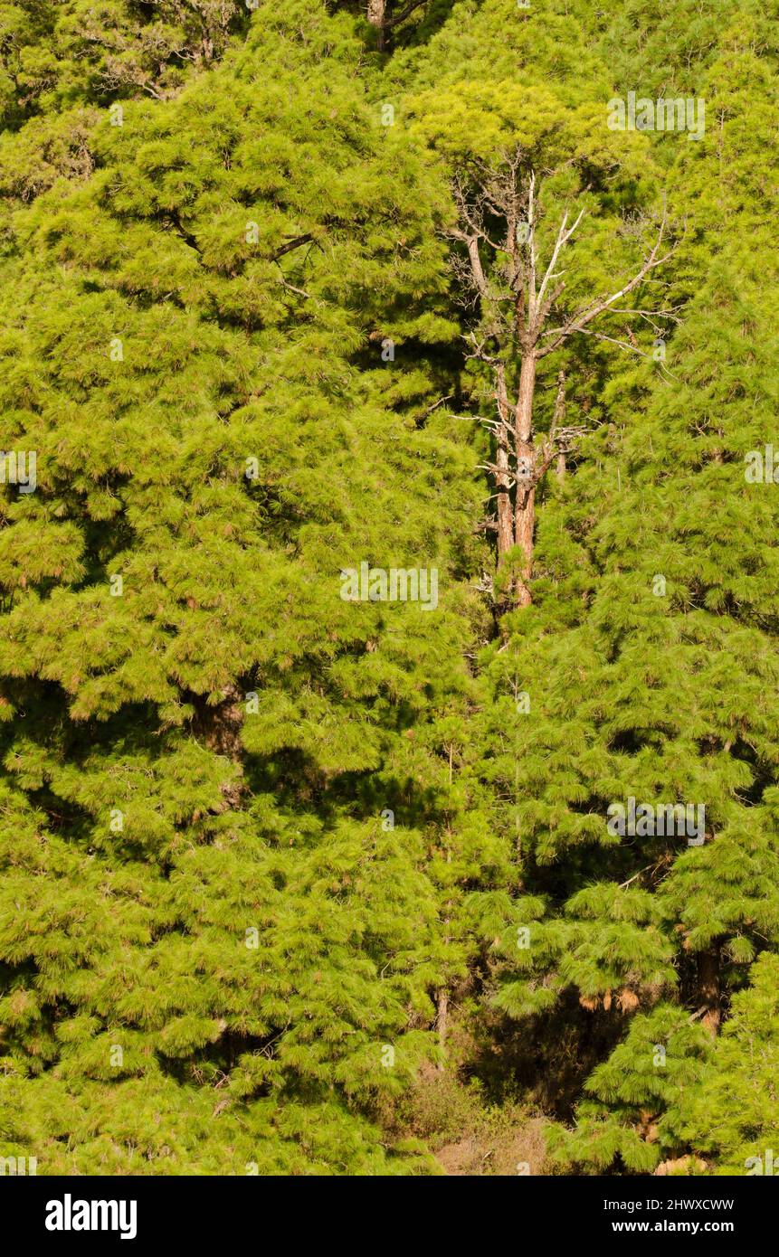 Forest of Canary Island pine Pinus canariensis. Santa Cruz de La Palma ...