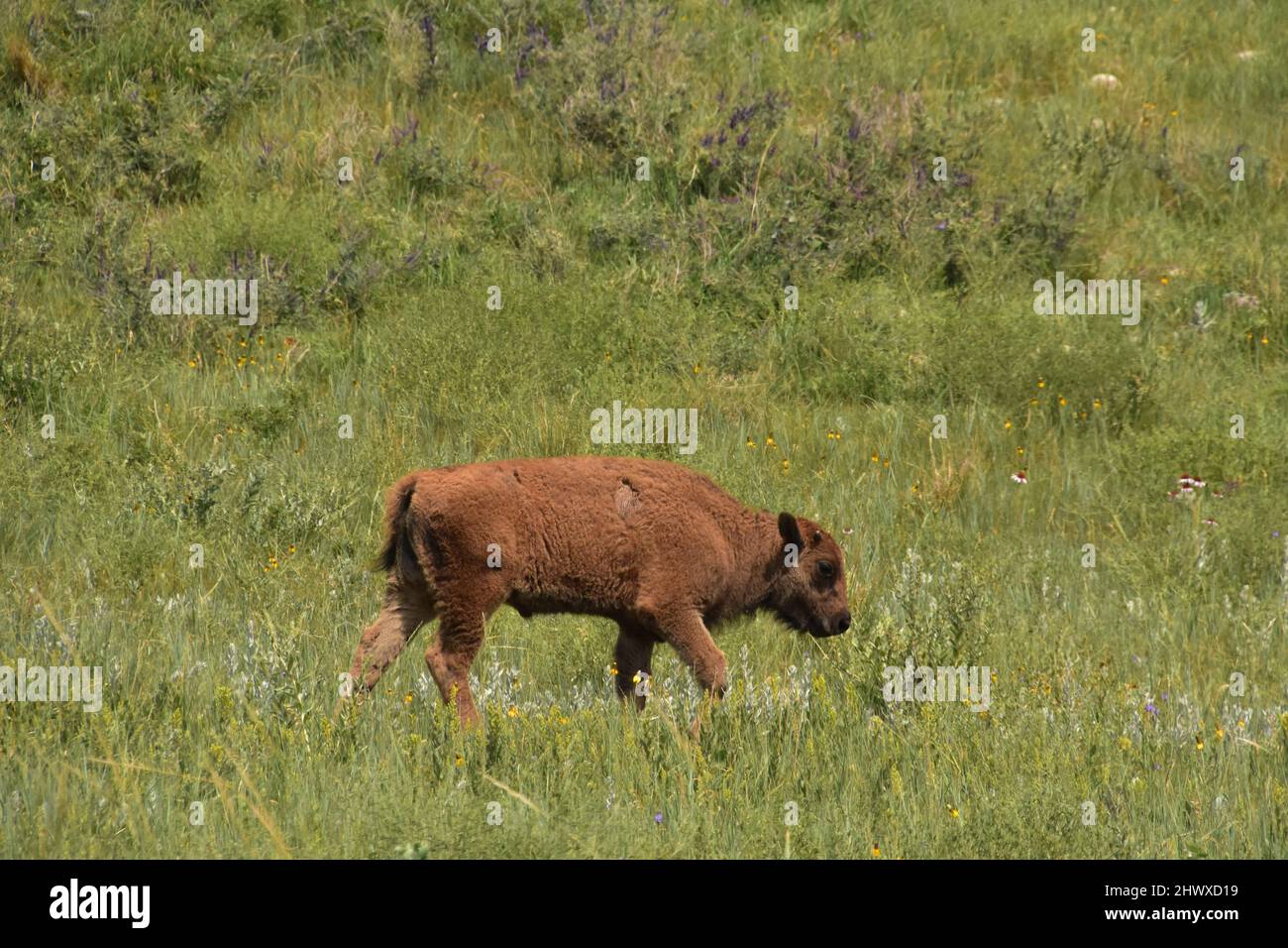 Cute and fuzzy American bison calf meandering along in a grass field ...