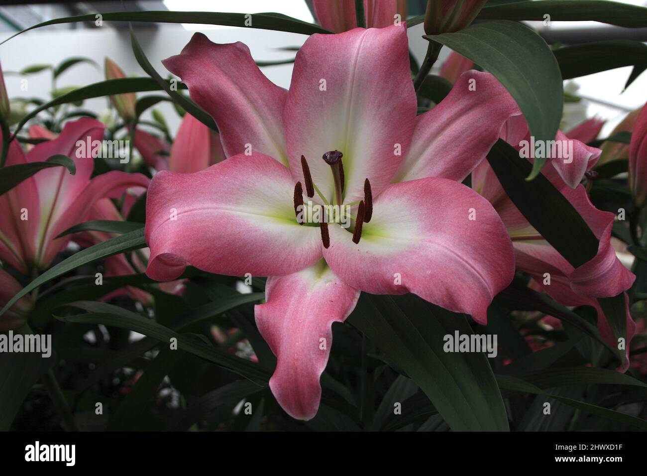 Lilium master hi-res stock photography and images - Alamy