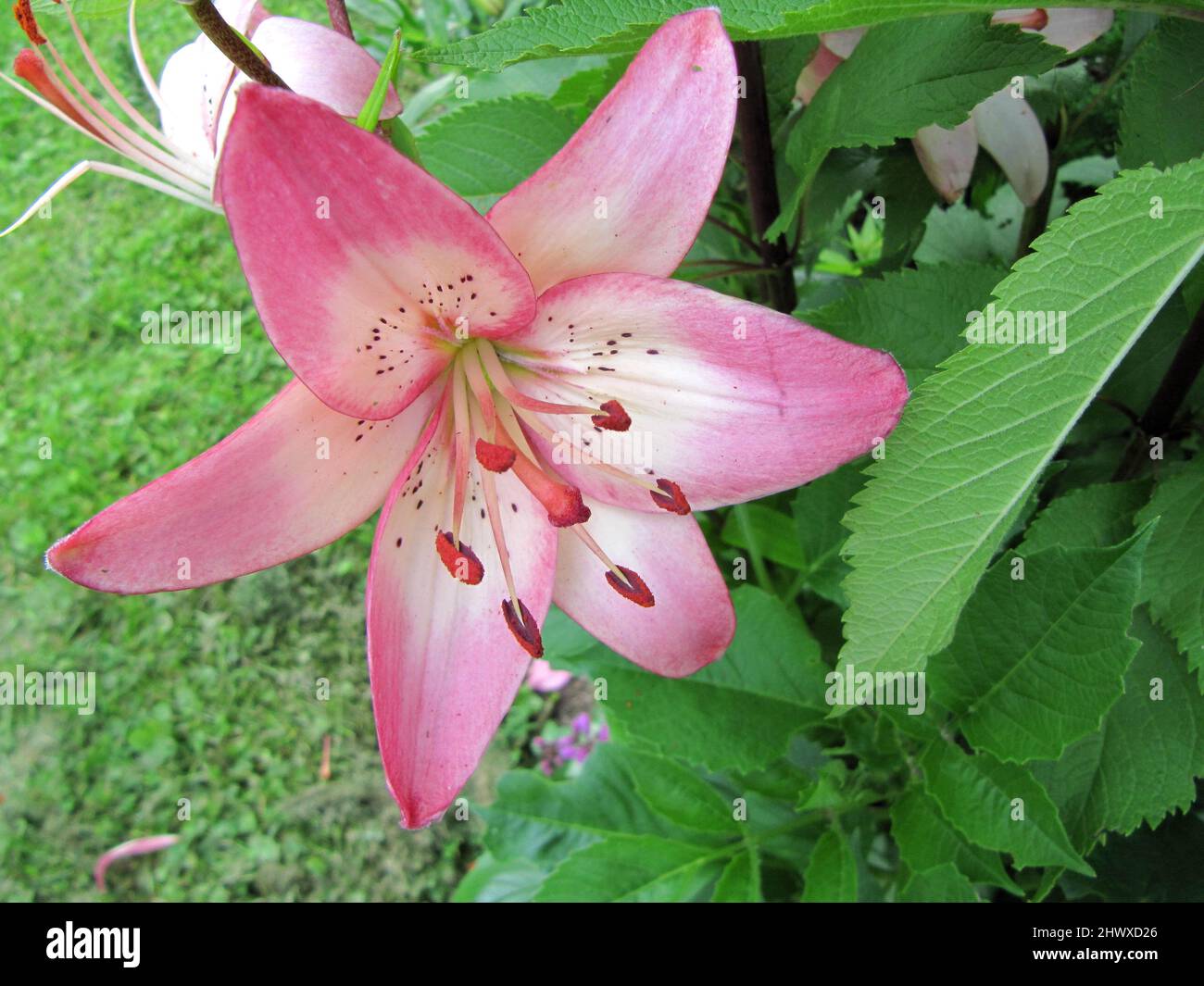 Lilium 'Montreux' (Asiatic Lily Stock Photo - Alamy