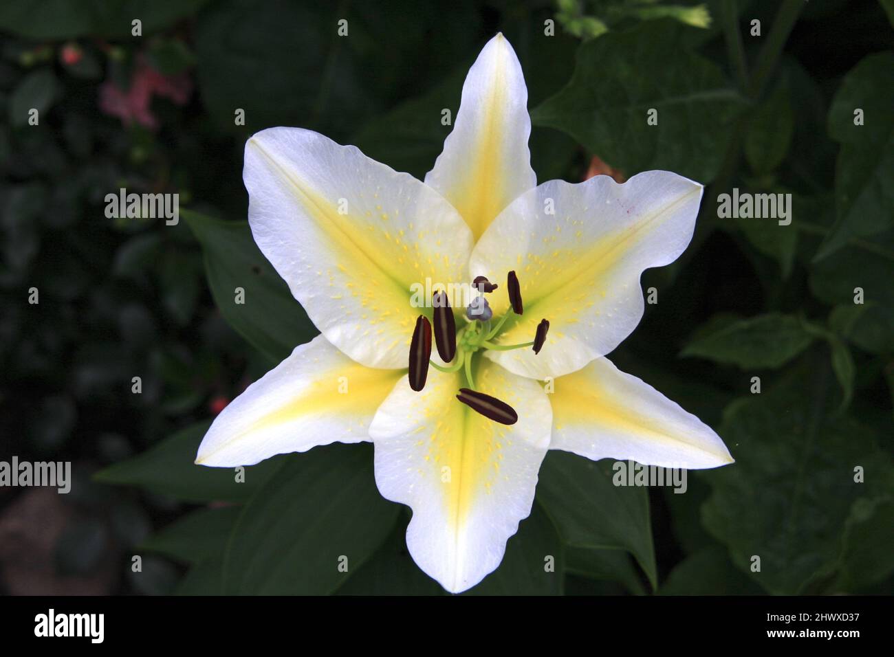 Nippon lily hi-res stock photography and images - Alamy