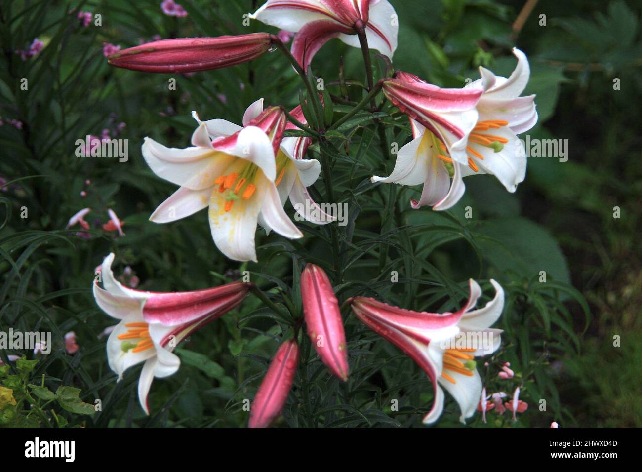 Lilium regale (Trumpet lily Stock Photo - Alamy