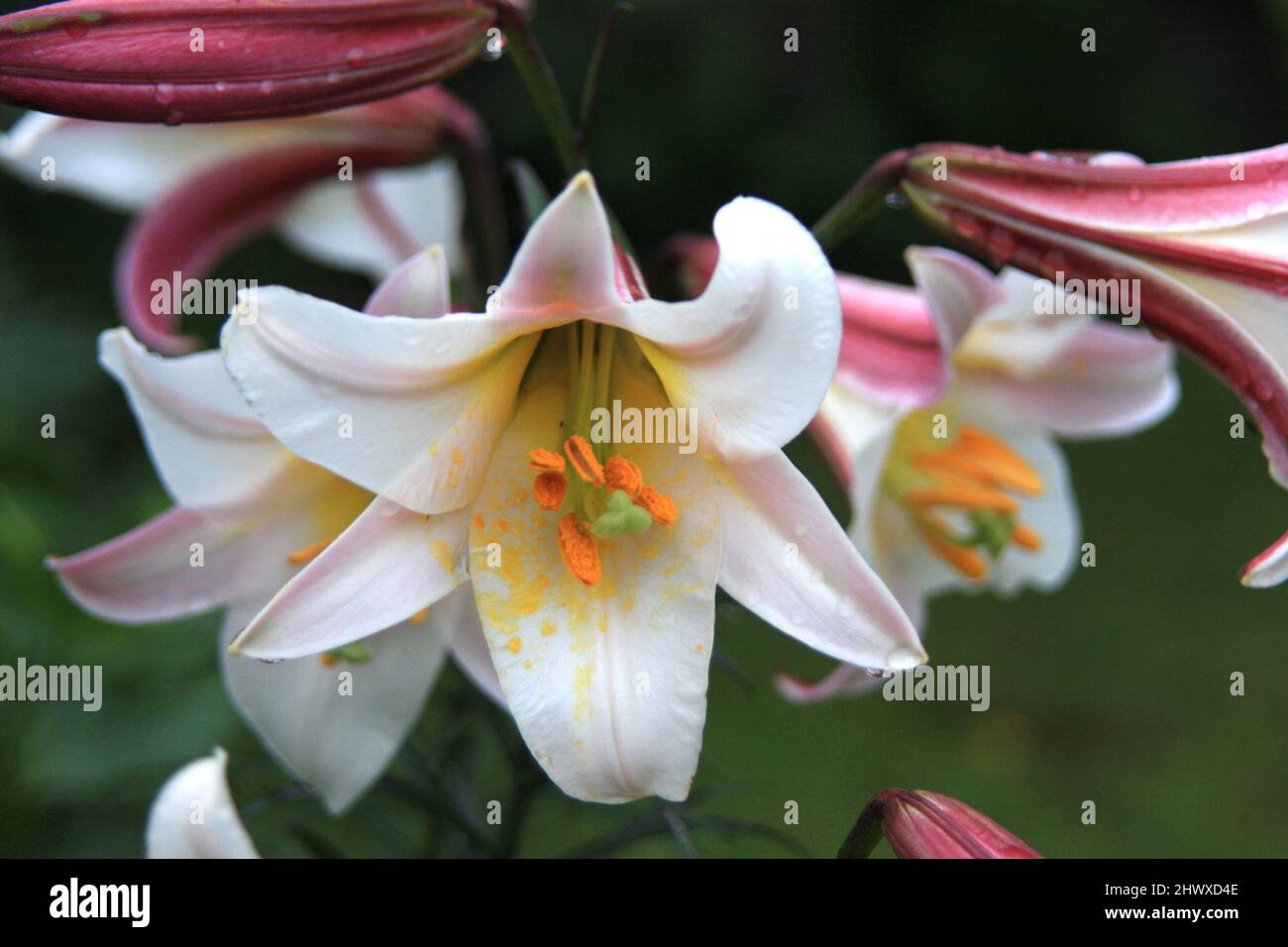 Lilium regale (Trumpet lily Stock Photo - Alamy