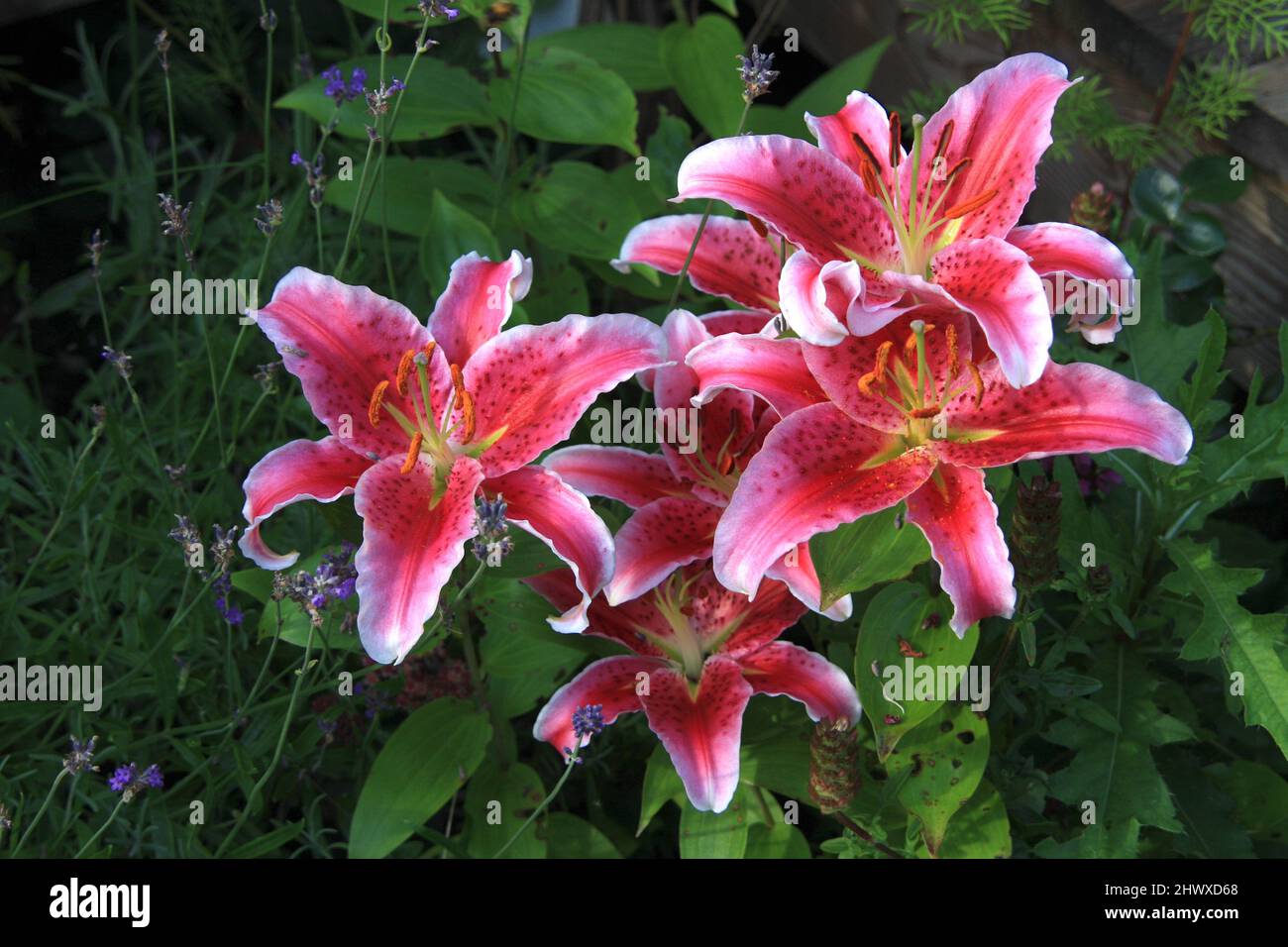 Lilium 'Stargazer' (Oriental lily Stock Photo - Alamy