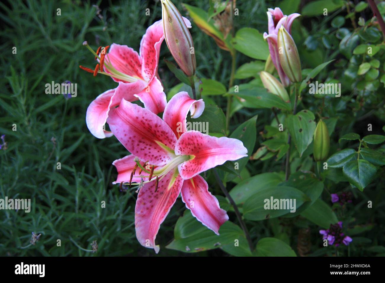 Lilium 'Stargazer' (Oriental lily Stock Photo - Alamy