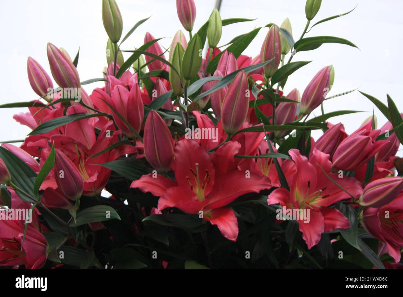 Liium 'Tarrango' (Oriental lily Stock Photo - Alamy