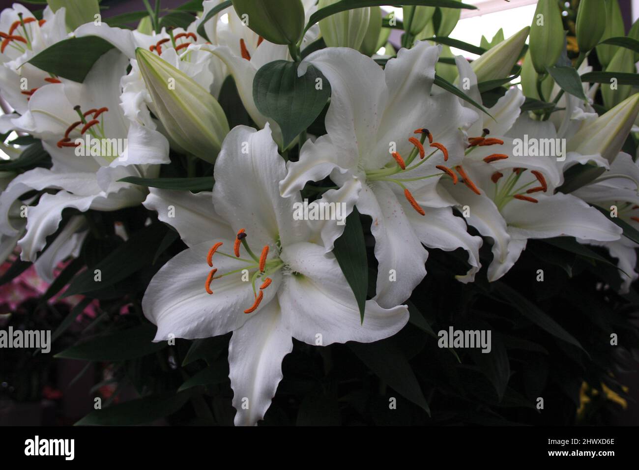 Lilium valdez hi-res stock photography and images - Alamy