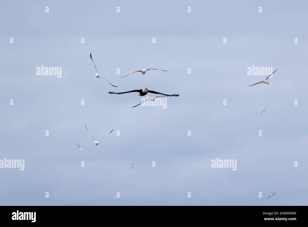 Bald eagle being chased by a seagull Stock Photo - Alamy