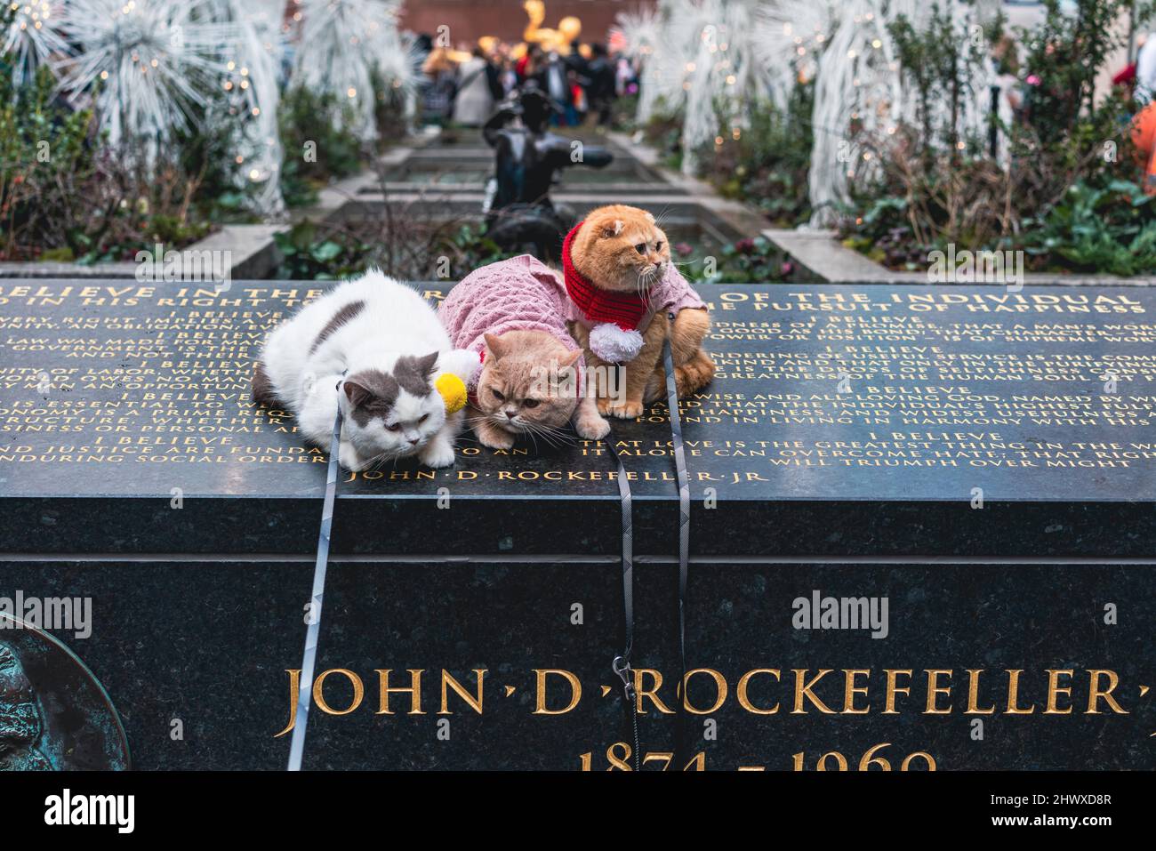 Cats at he Rockefeller Stock Photo - Alamy