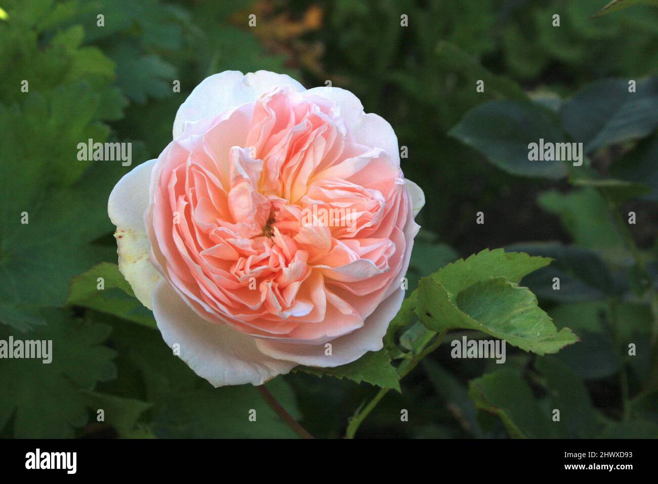 Rosa 'Evelyn' (Shrub) - David Austin Stock Photo - Alamy