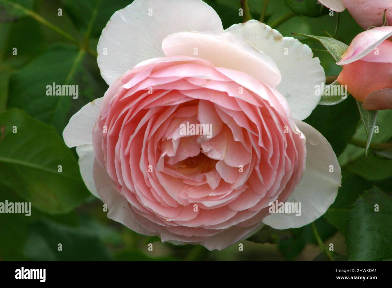 Rosa 'Heritage' (Shrub) - David Austin Stock Photo - Alamy