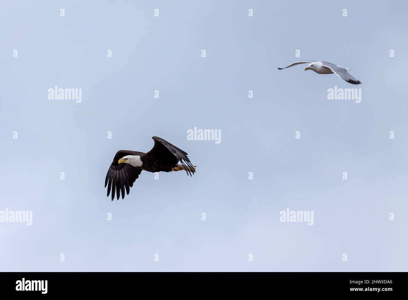 Bald eagle being chased by a seagull Stock Photo - Alamy