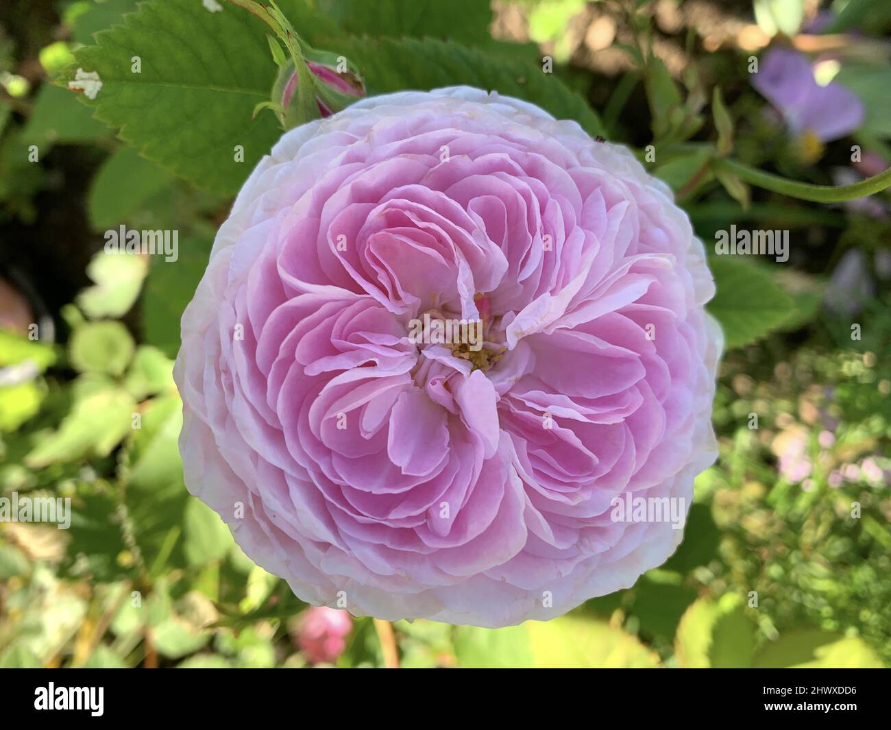Rosa 'Queen Anne' (Shrub rose) - David Austin Stock Photo - Alamy