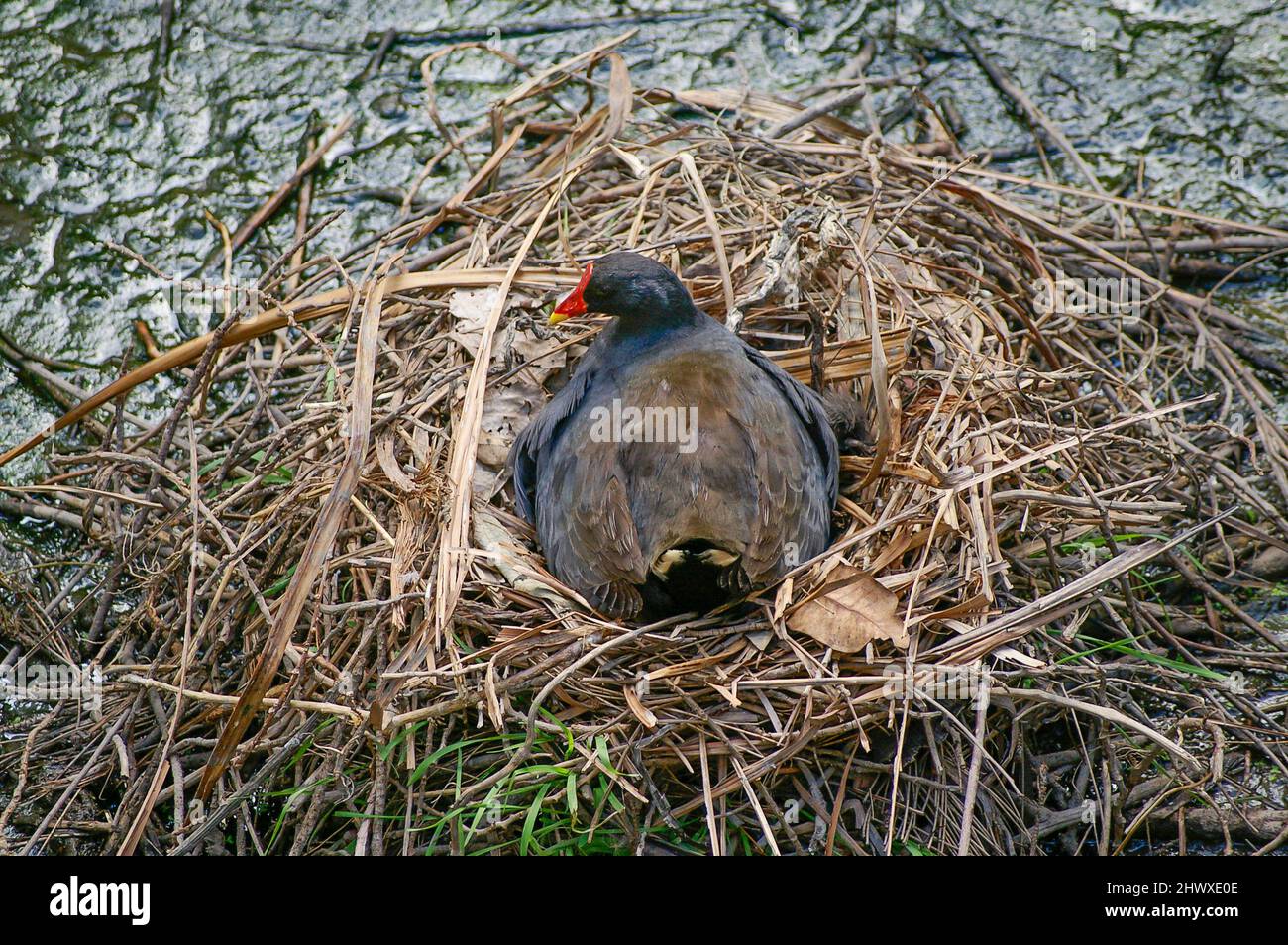 Back view of Australian Dusky Moorhen, gallinula ventralis, sitting on ...
