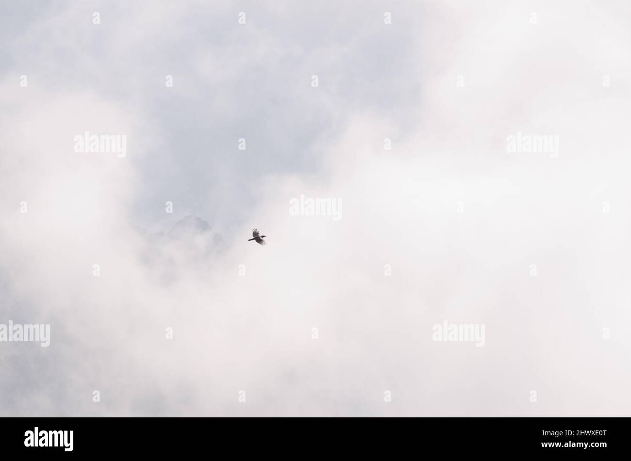 Canary Islands raven Corvus corax canariensis flying in the fog ...