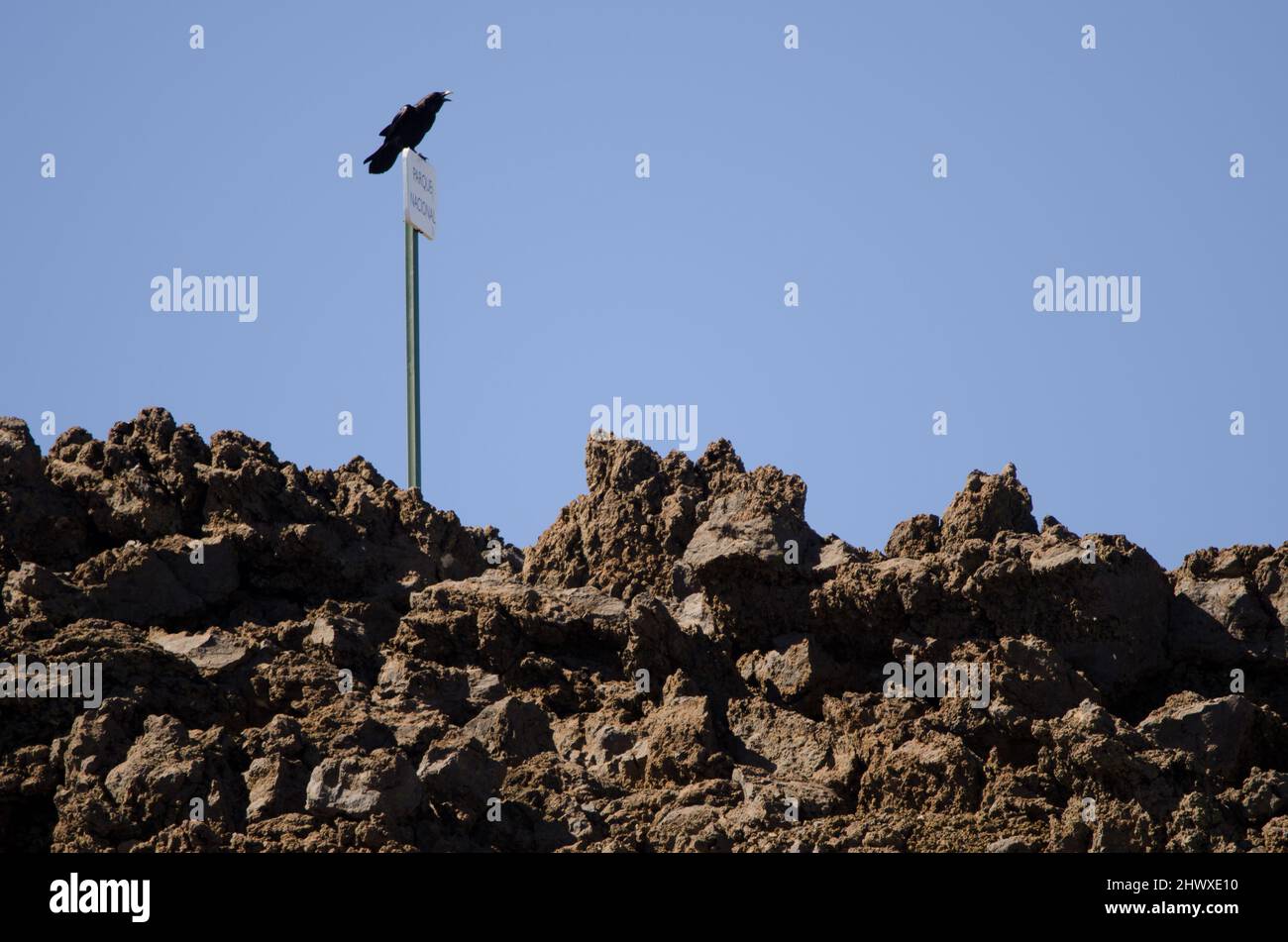 Canary Islands raven Corvus corax canariensis calling on a informative ...