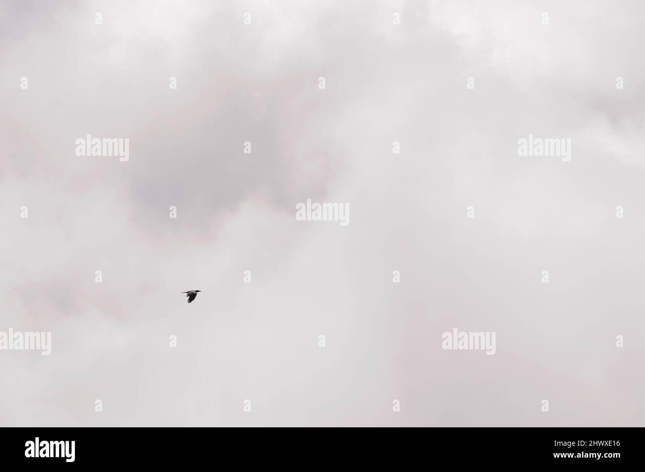Canary Islands raven Corvus corax canariensis flying in the fog ...