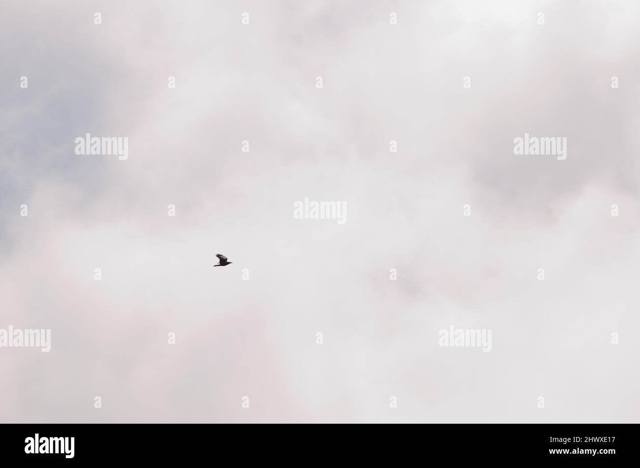 Canary Islands raven Corvus corax canariensis flying in the fog ...