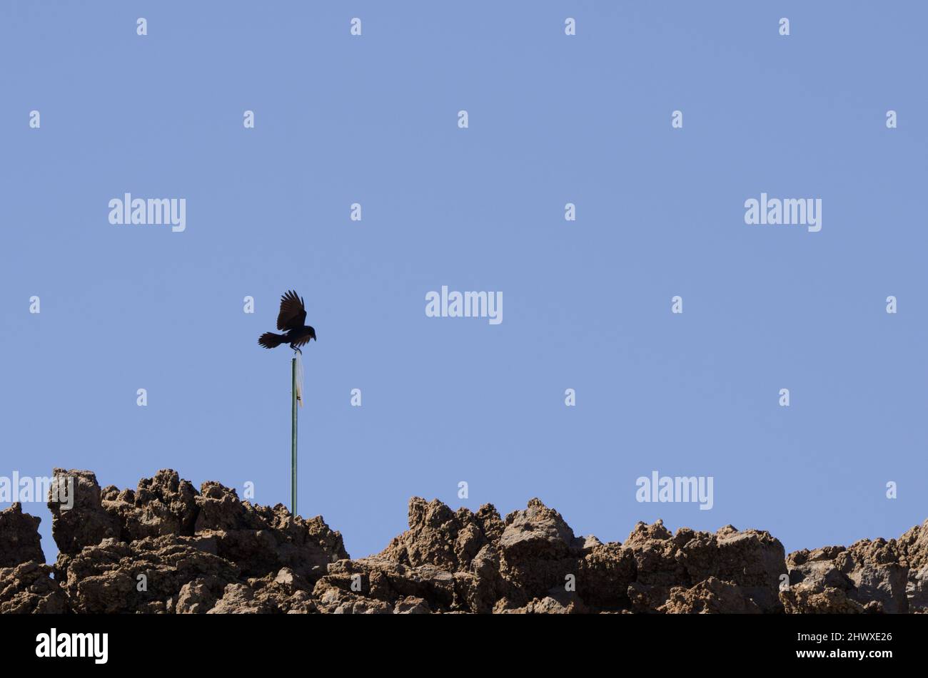 Canary Islands raven Corvus corax canariensis on a informative poster ...