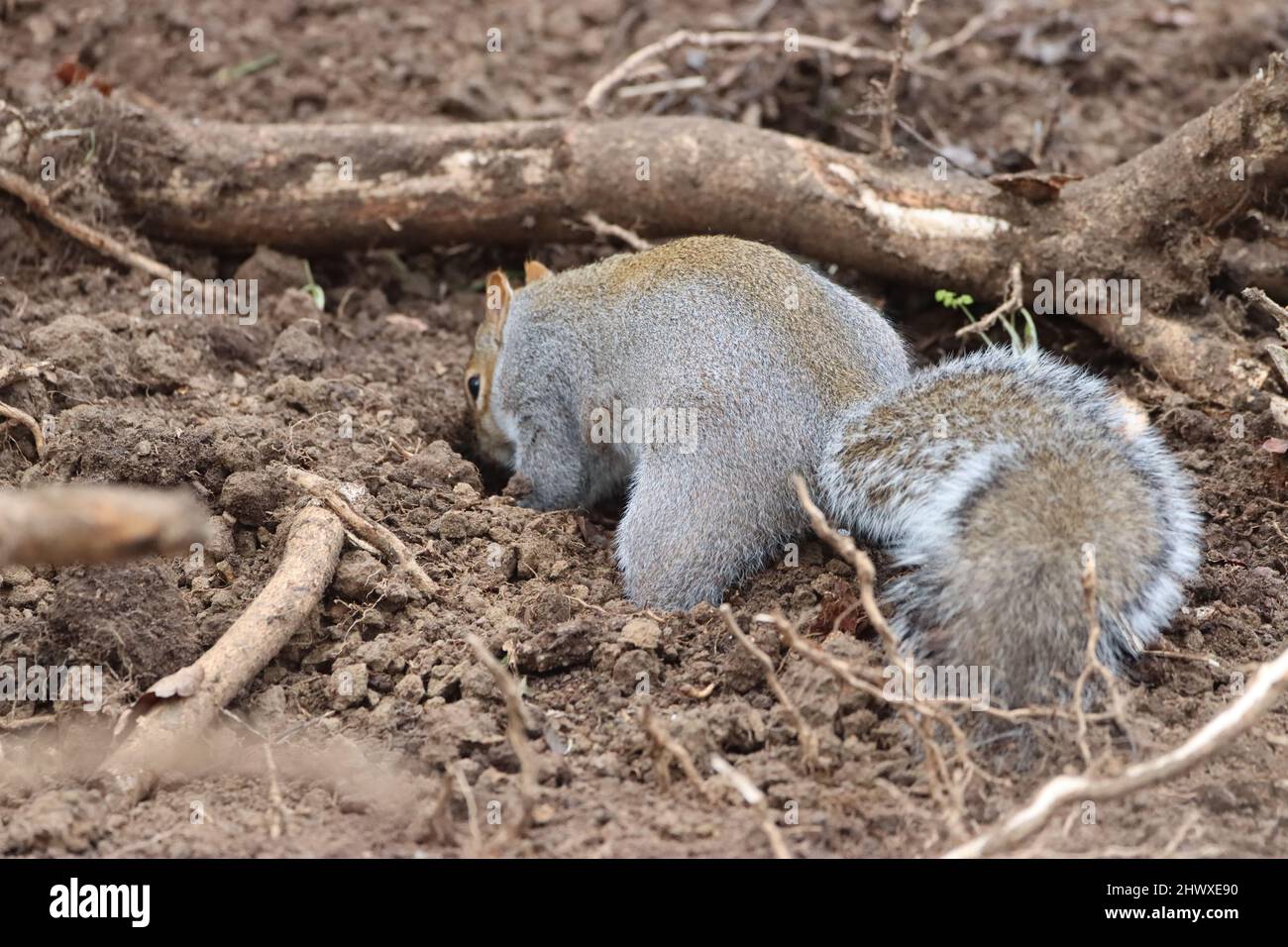 squirrel caching nuts Stock Photo - Alamy