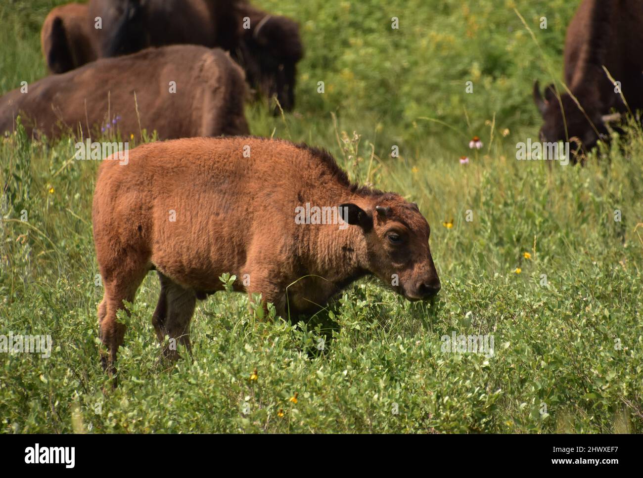 Adorable young fuzzy bison calf in very tall grass in the summer Stock ...