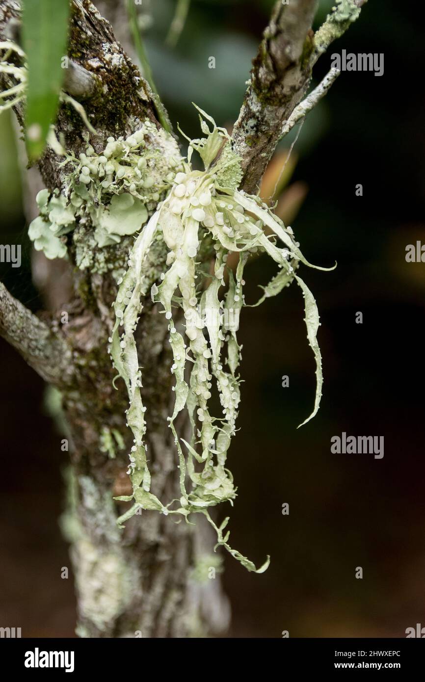 Pale green Fruticose lichen (ramalina farinacea?) growing on branch of ...