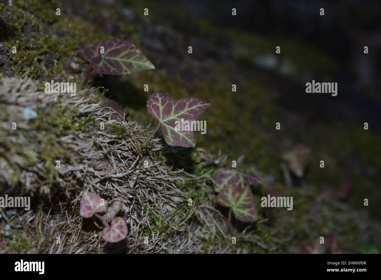 ivy plant wrapped in a tree trunk Stock Photo - Alamy