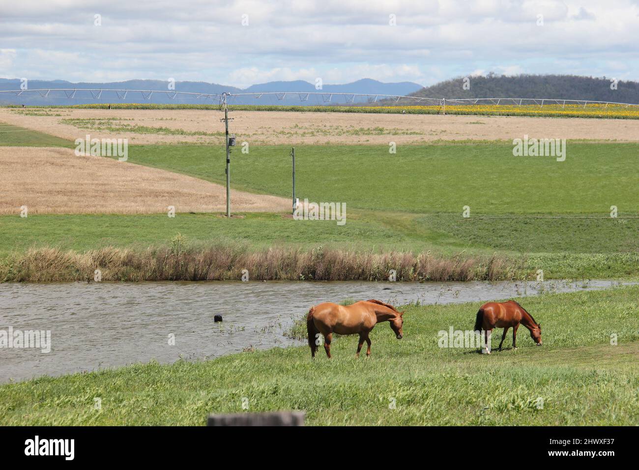 Mountain Range, Farm animals Stock Photo - Alamy