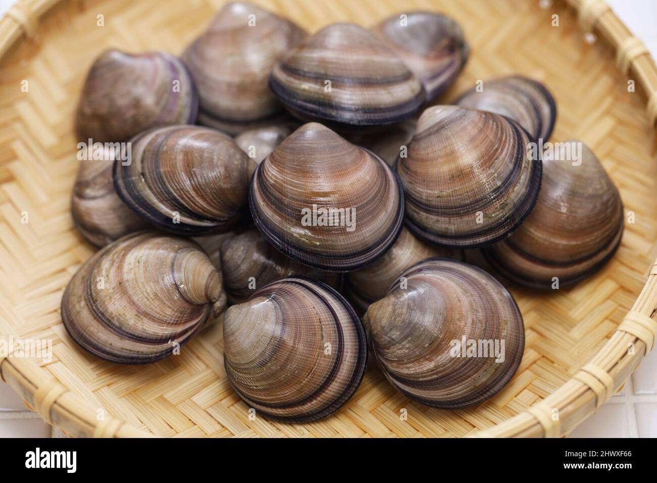 asian venus clam (cyclina sinensis Stock Photo - Alamy