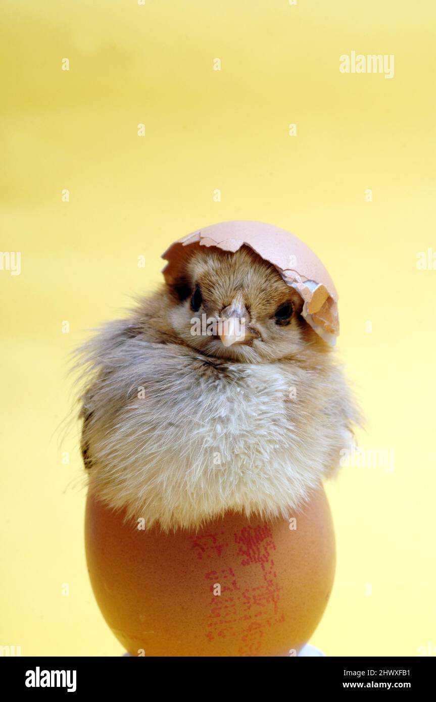 A young chick sits inside an egg shell Stock Photo - Alamy
