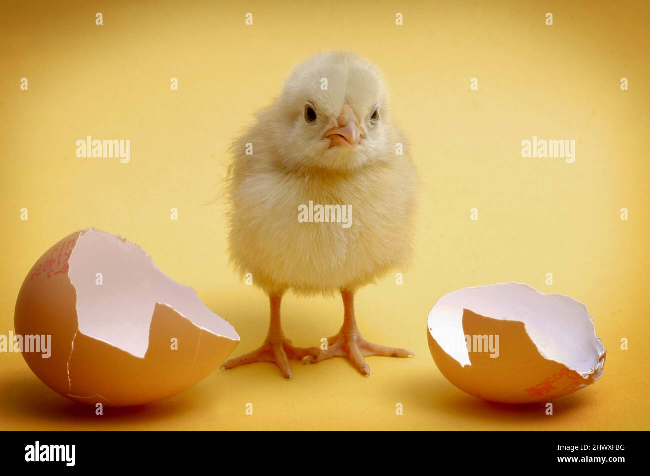 Just arrived….a yellow chick stands between two halves of a broken egg ...