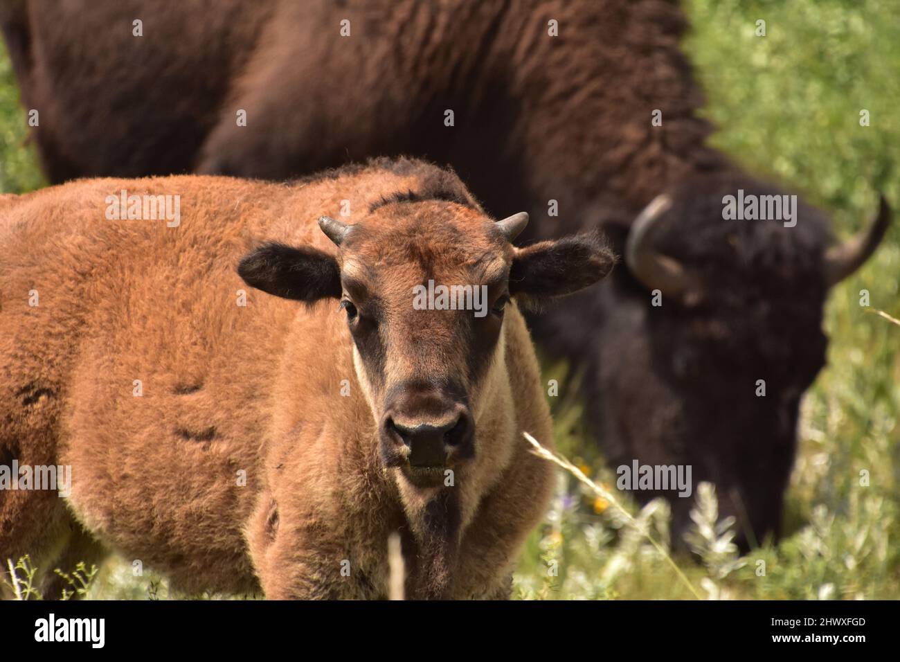 Cute Baby Bison