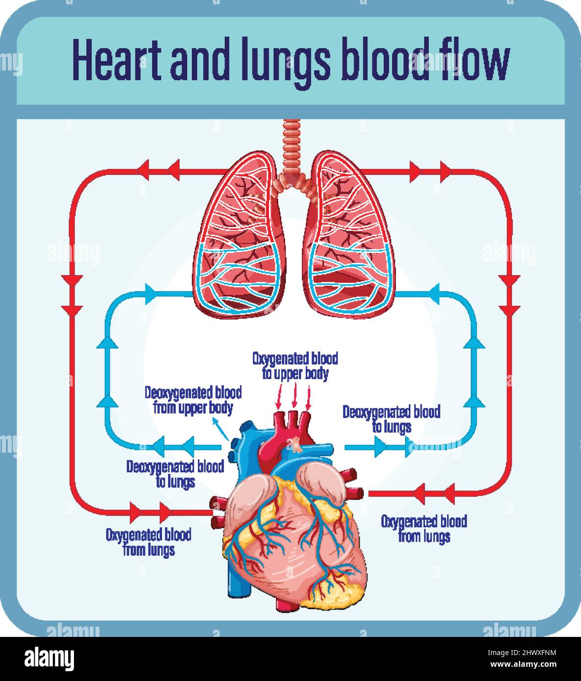 Diagram showing blood flow of human heart illustration Stock Vector ...