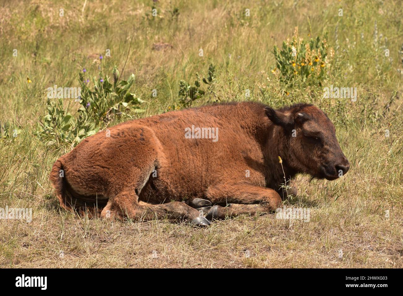 Furry baby bison calf laying down in the summer time Stock Photo - Alamy