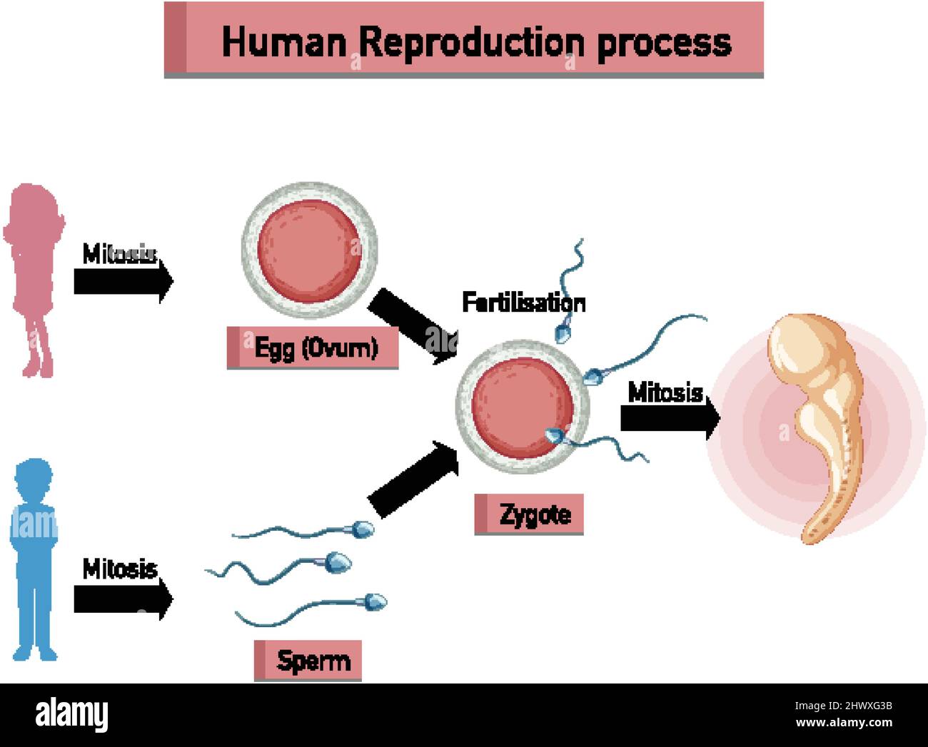Human Reproduction Stages