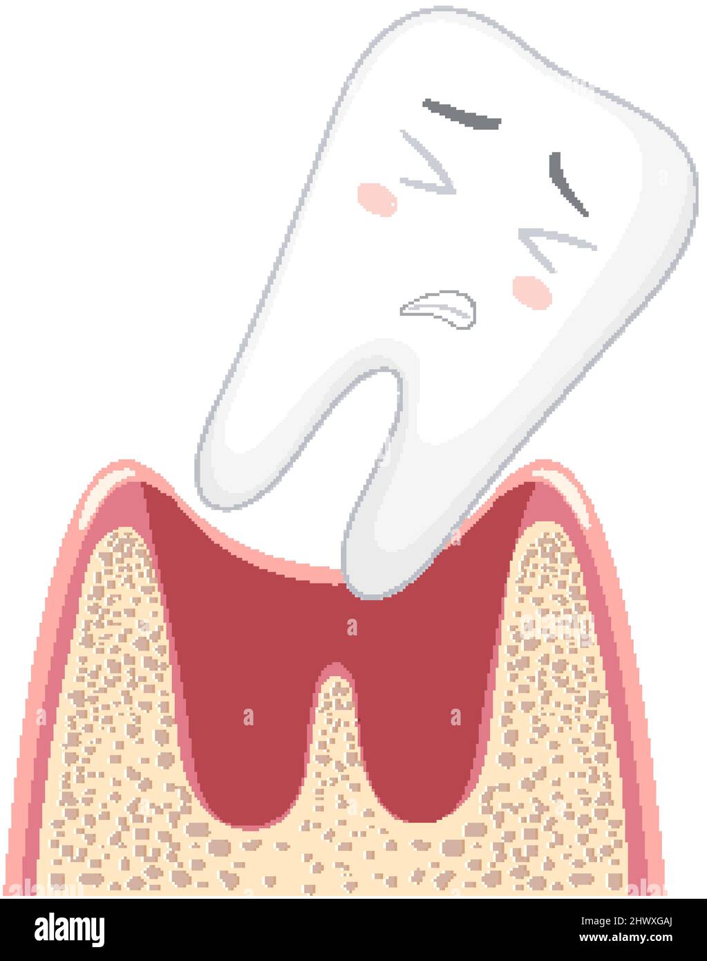 Cartoon loose teeth in gum on white background illustration Stock ...