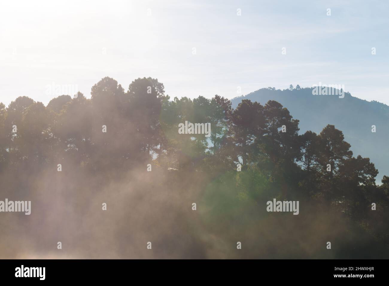 Mountain sunrise with fog flow on tree forest nature landscape Stock ...