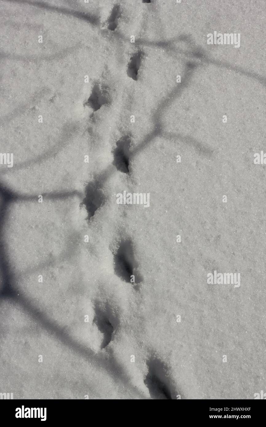 Wild duck footprints and tracks in the fresh white snow Stock Photo - Alamy