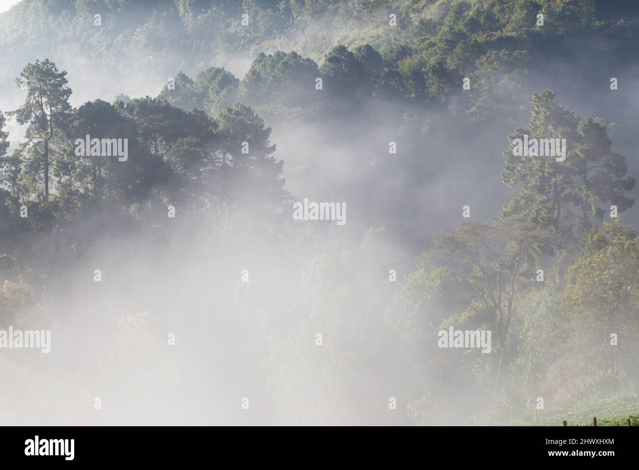 Mountain sunrise with fog flow on tree forest nature landscape Stock ...