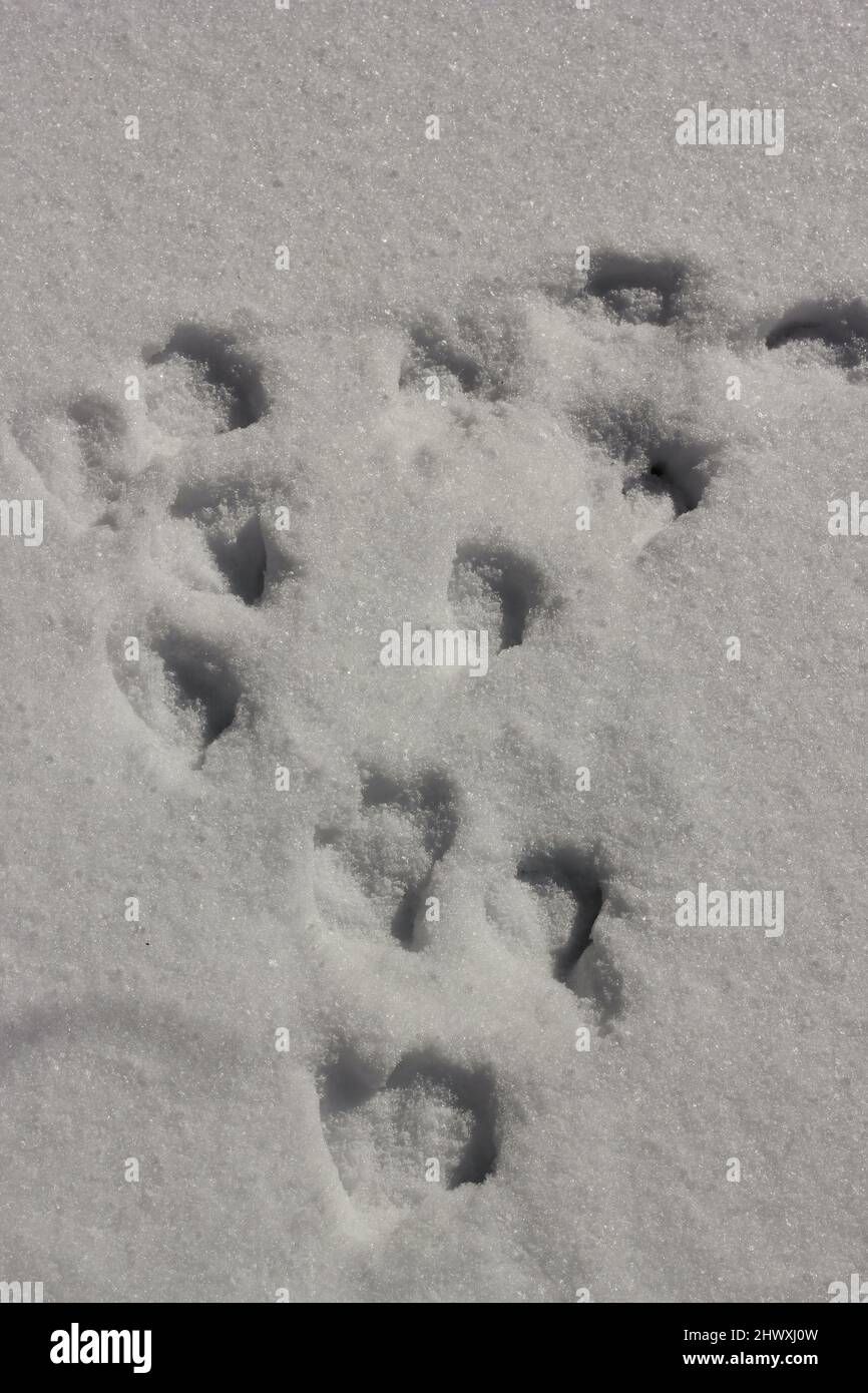 Duck tracks hi-res stock photography and images - Alamy